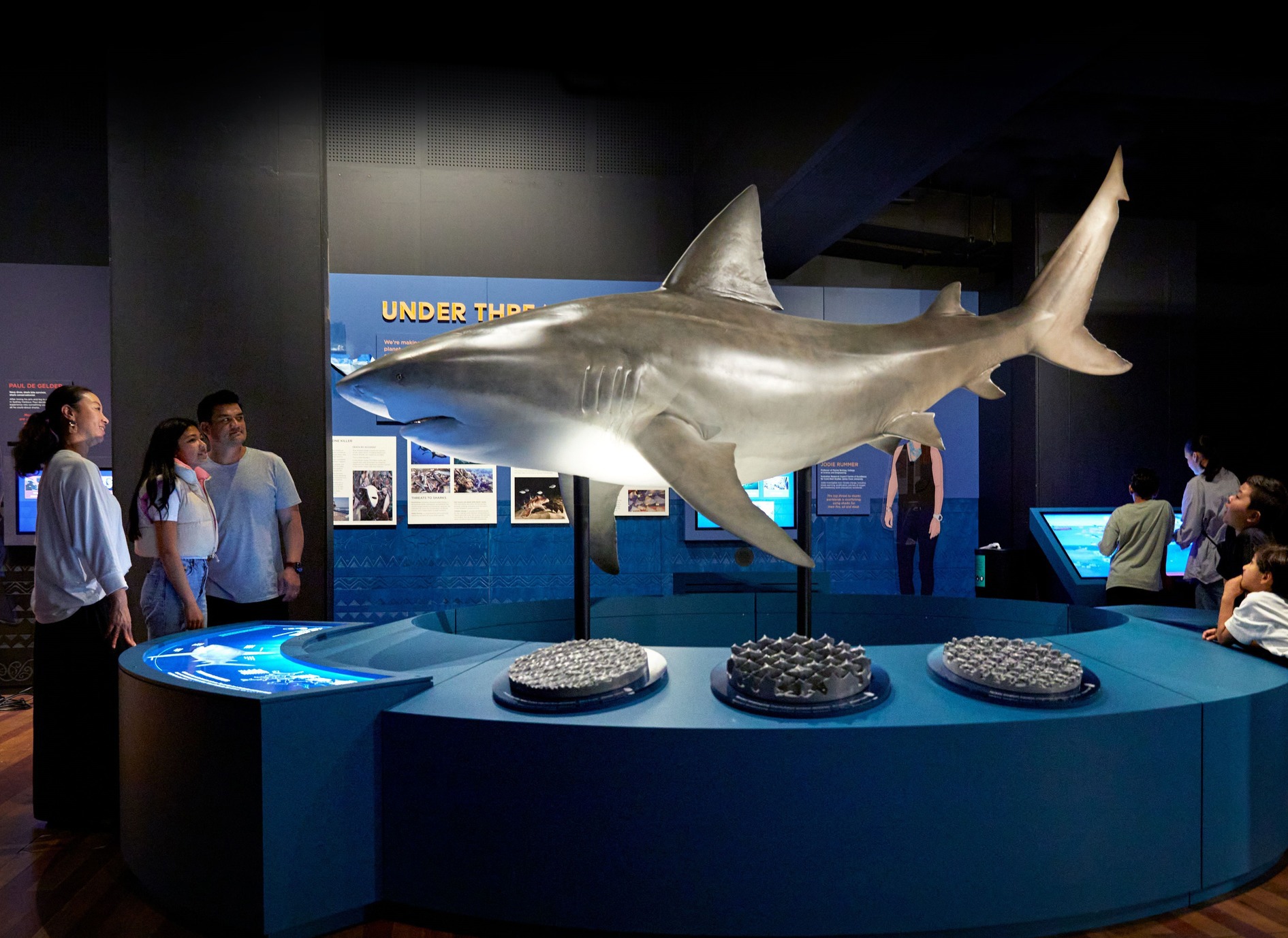 Sharks Exhibition at the Museum