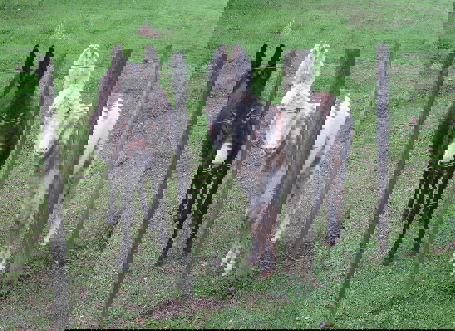 Donkeys at Highfield