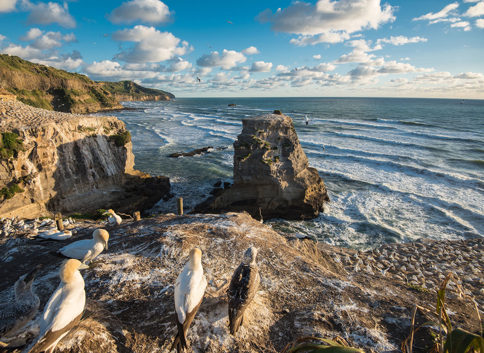 Best places to meet the local wildlife in Auckland | AucklandNZ.com