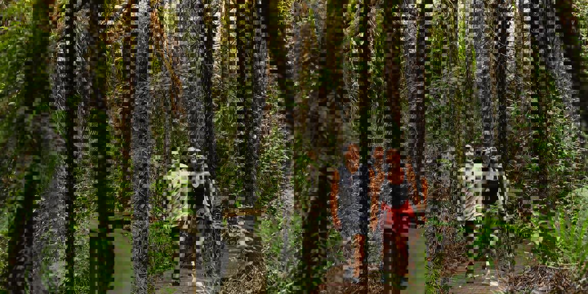 5 Stunning Scenic Walks in Auckland | AucklandNZ.com