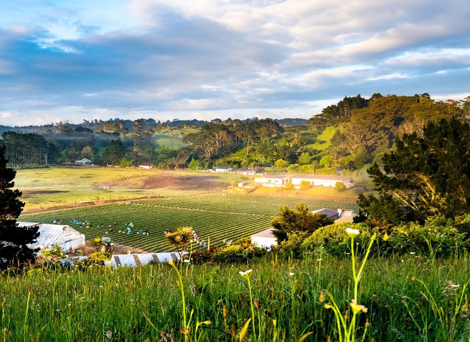 Zaknich Farms
