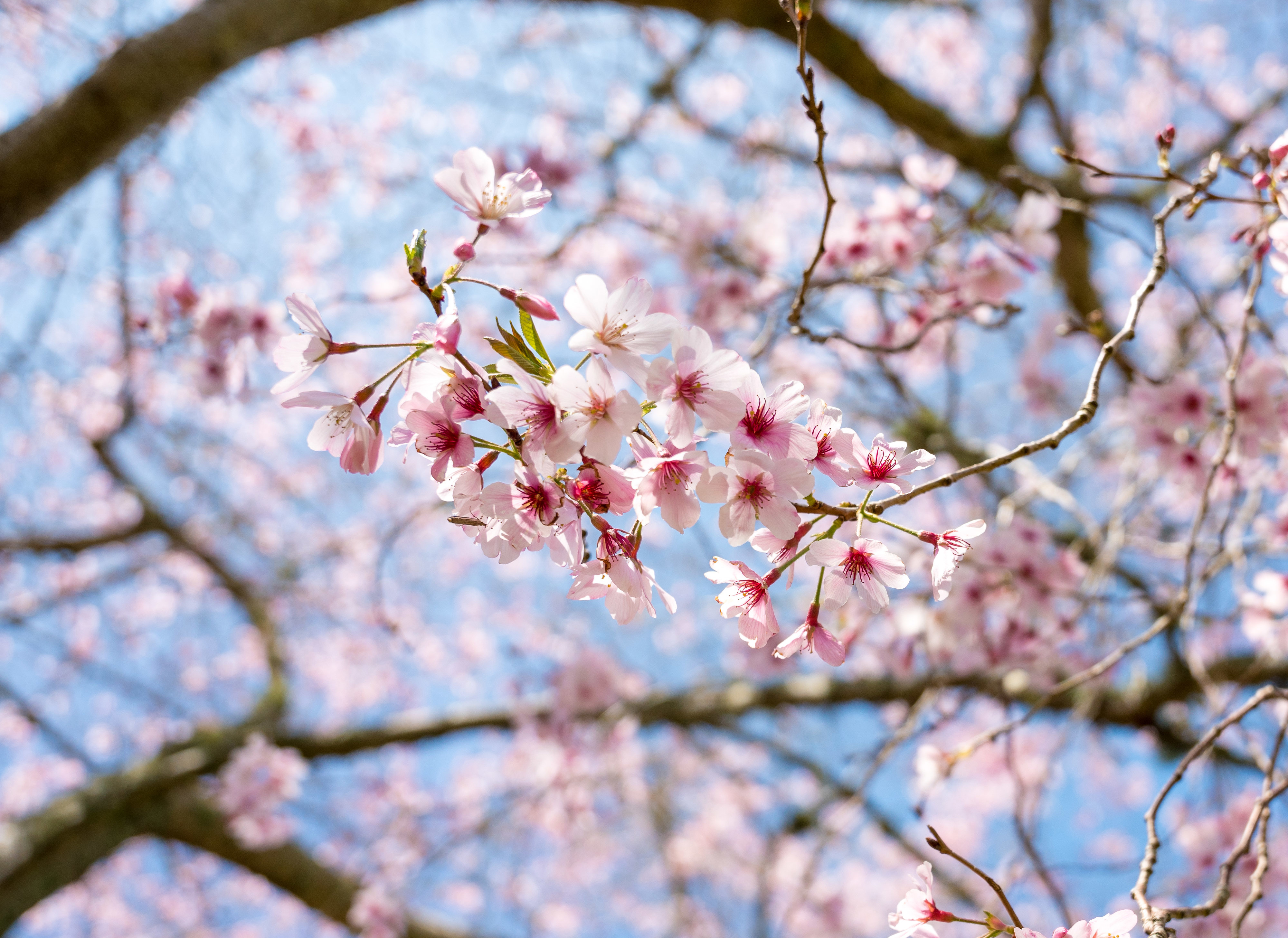 Exploring Auckland's Stunning Flower Walks: Gardens & Scenic Trails