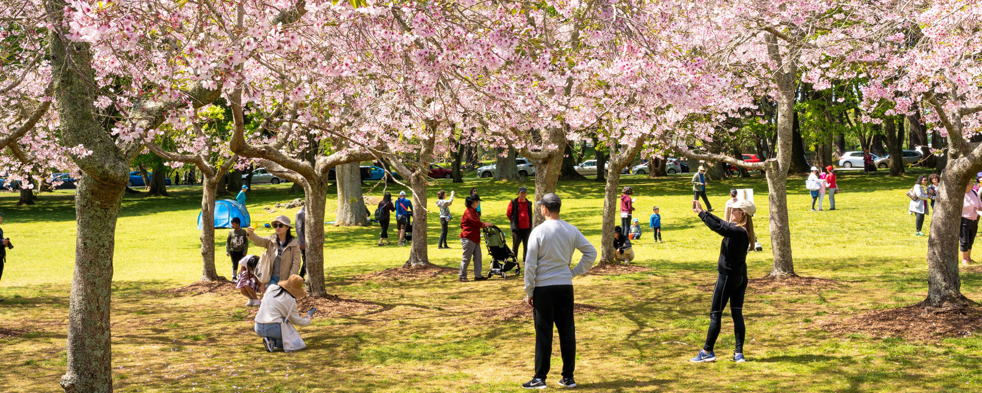 Best Safe Swimming Beaches in Auckland | AucklandNZ.com