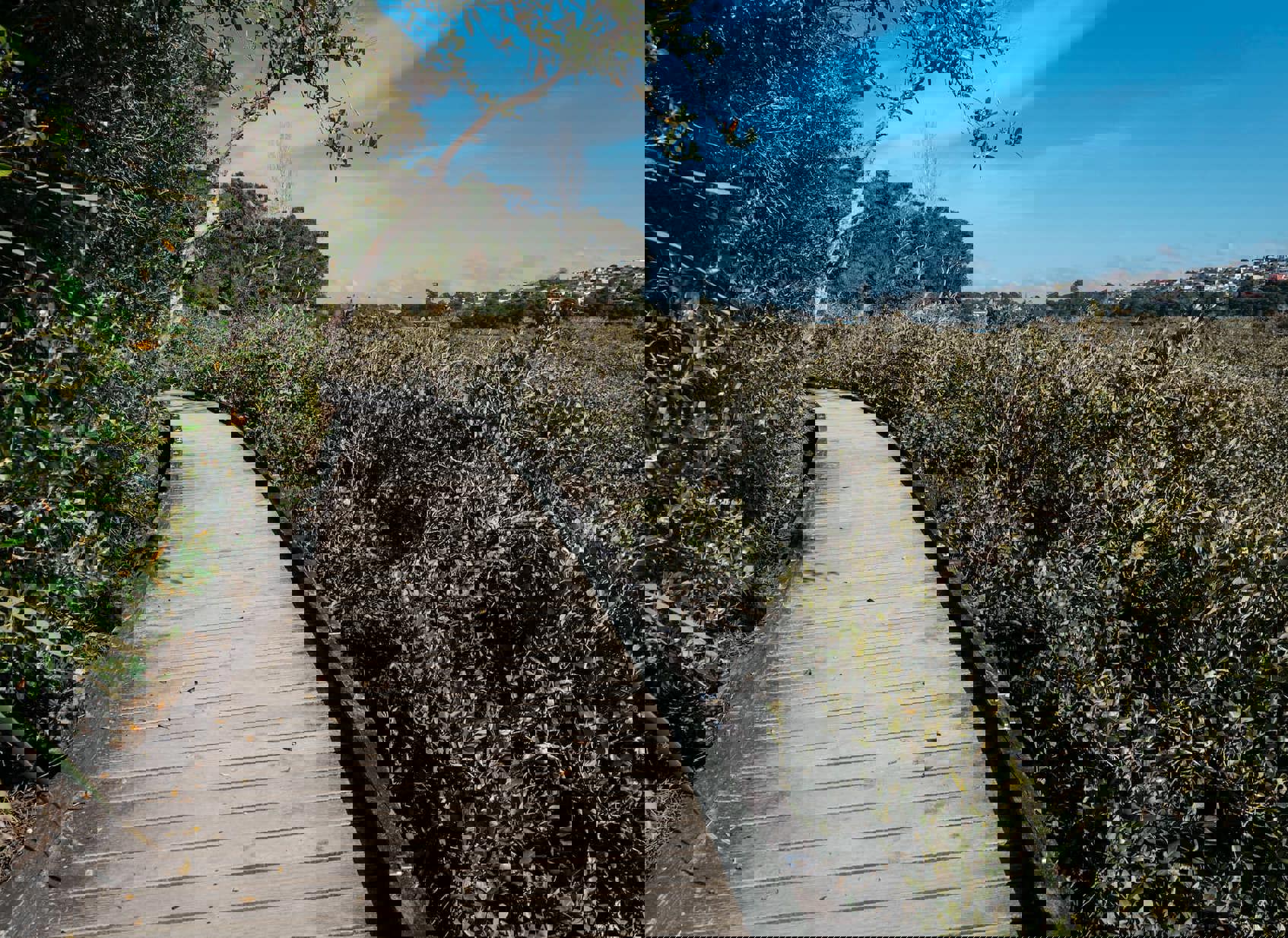 Te Atatū Peninsula walkway