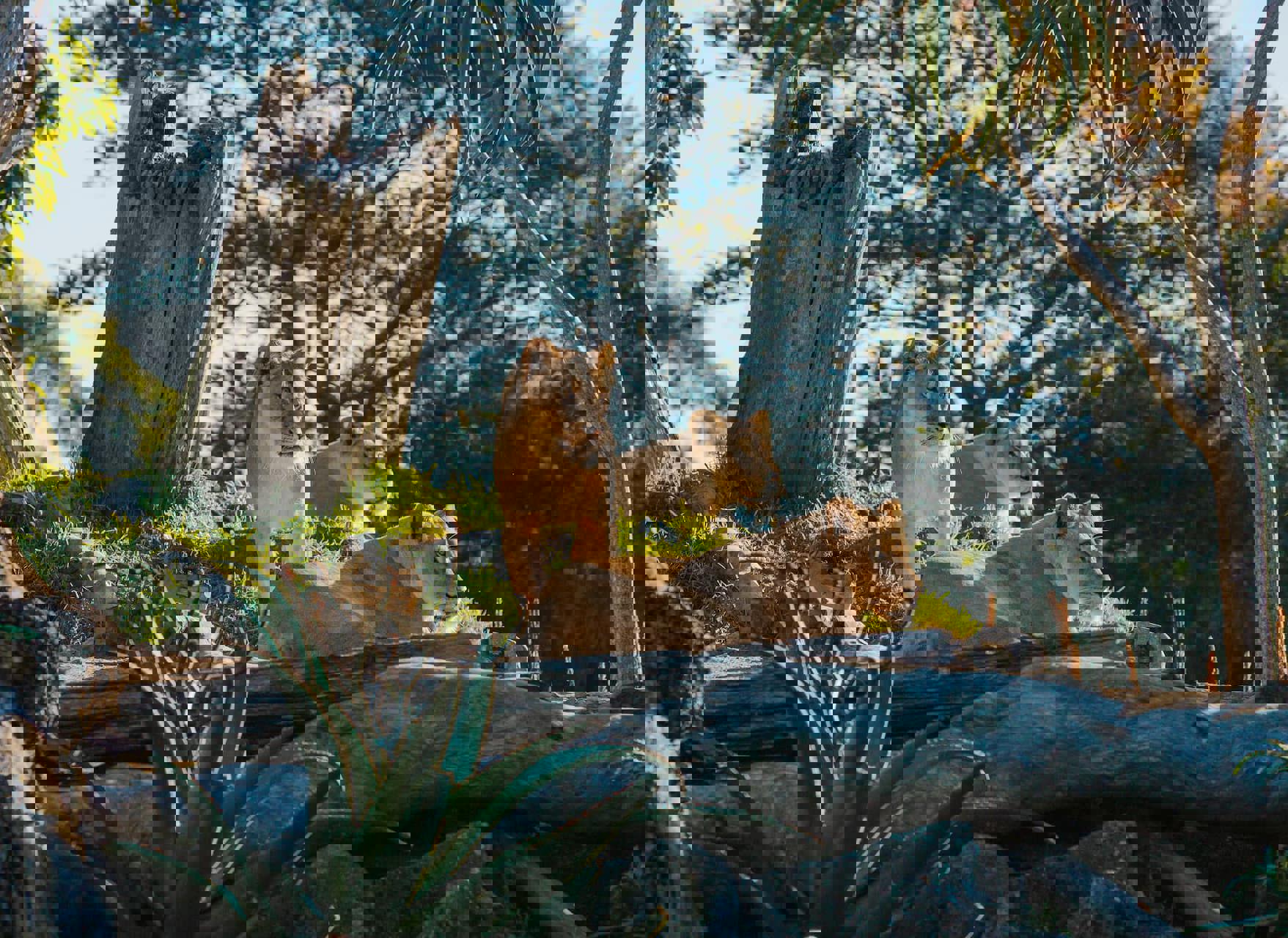 Caring for Carnivores at Auckland Zoo this July School Holidays