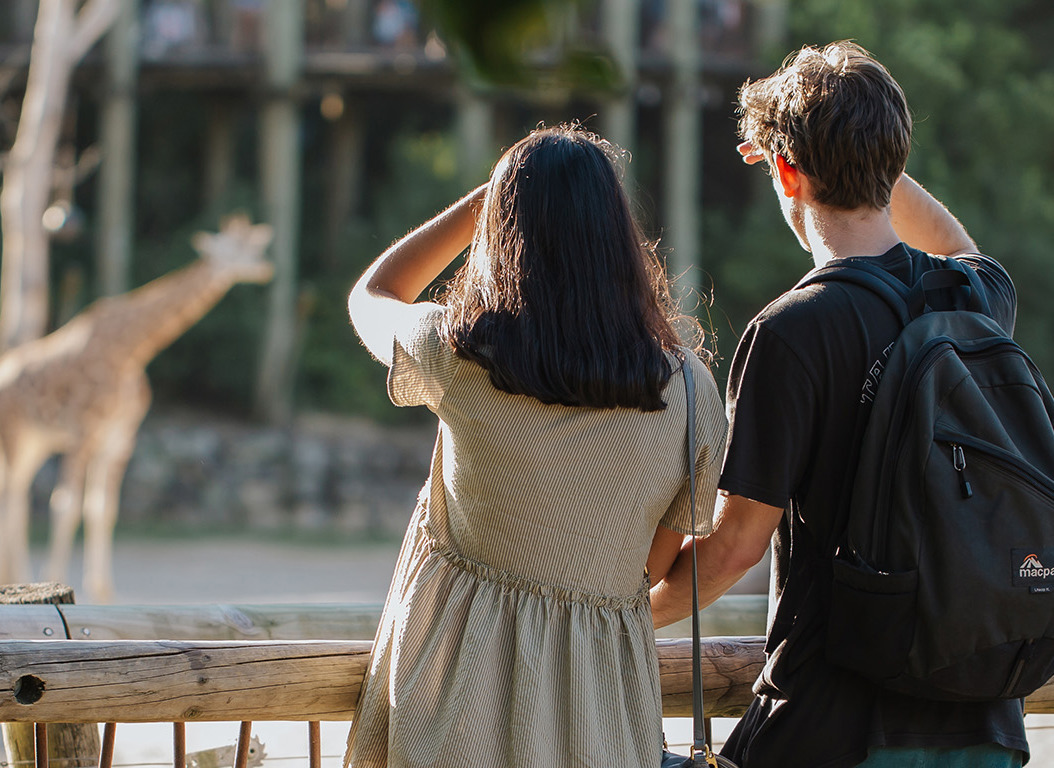 Te Pō Hono Zoo Lates