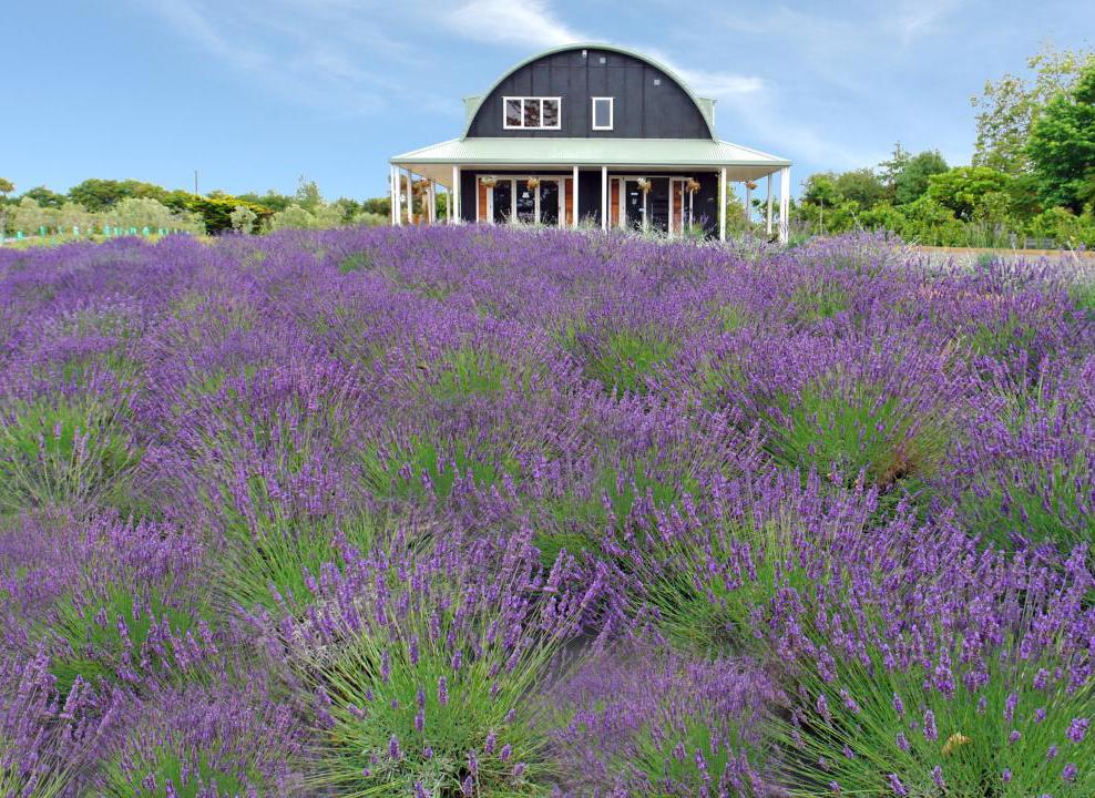 Lavender Hill Accommodation and Distillery