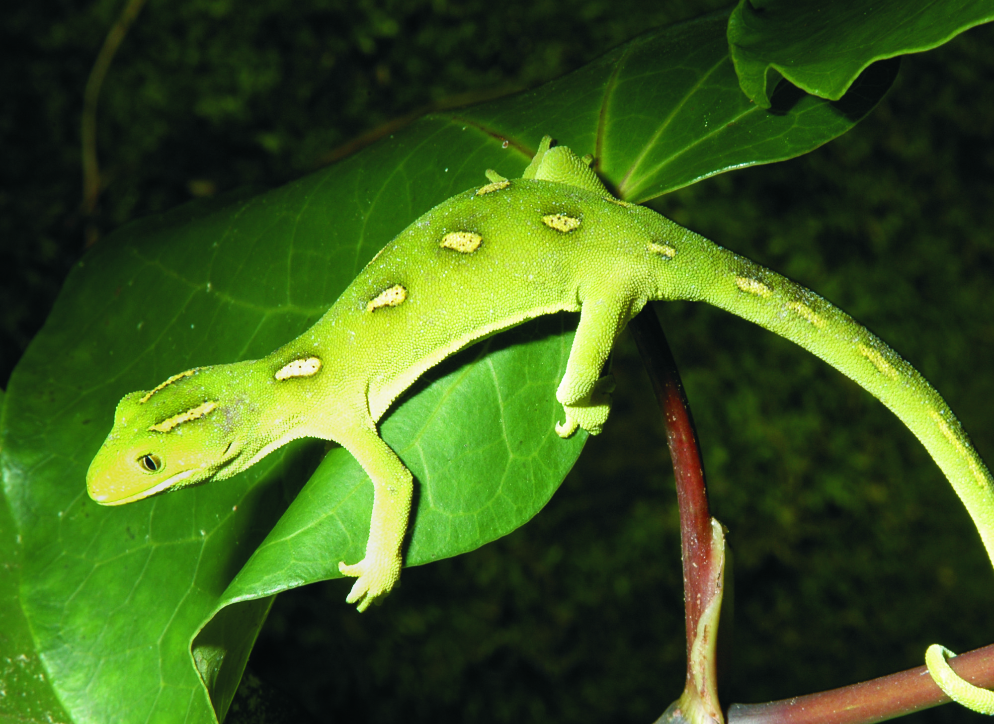 Ti Point Reptile Park